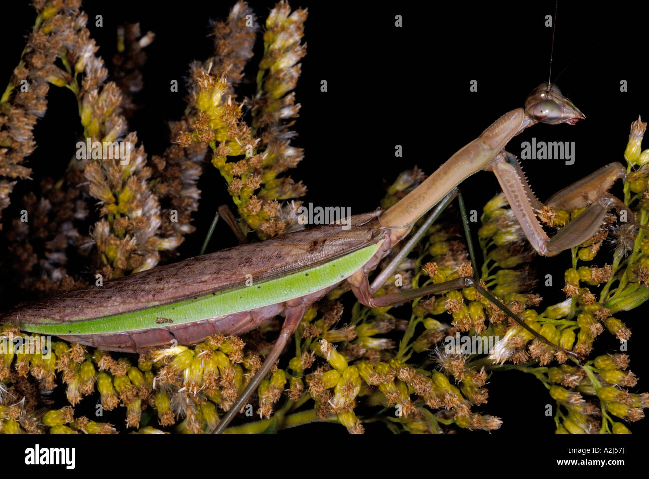 Chinese mantid insect tenodera aridifolia hi-res stock photography and ...