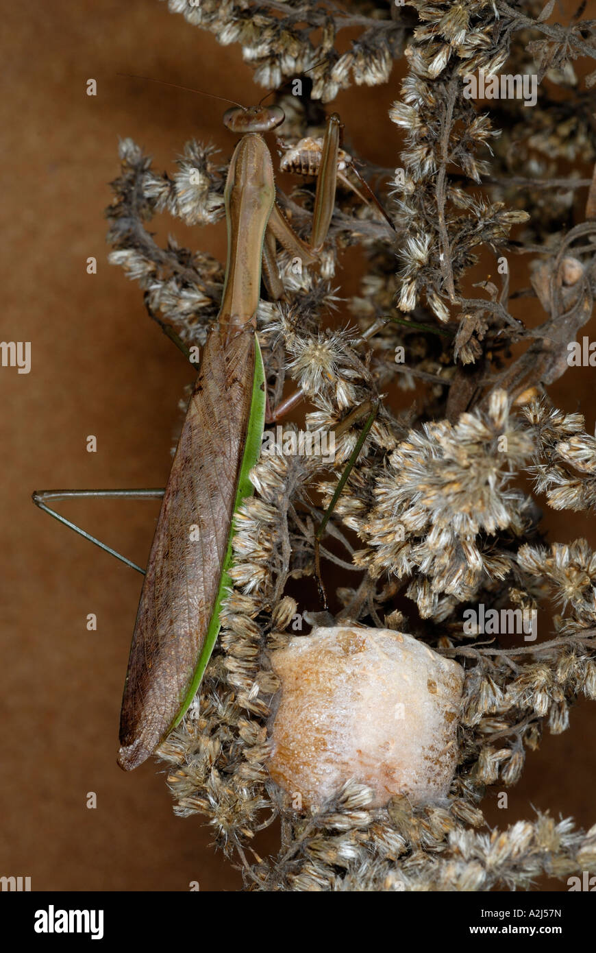 Chinese mantis Tenodera aridifolia egg case Stock Photo - Alamy