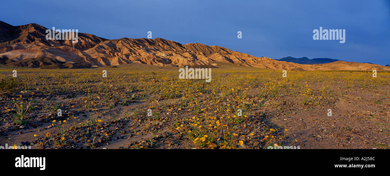 Spring Wildflowers Death Valley California Stock Photo - Alamy