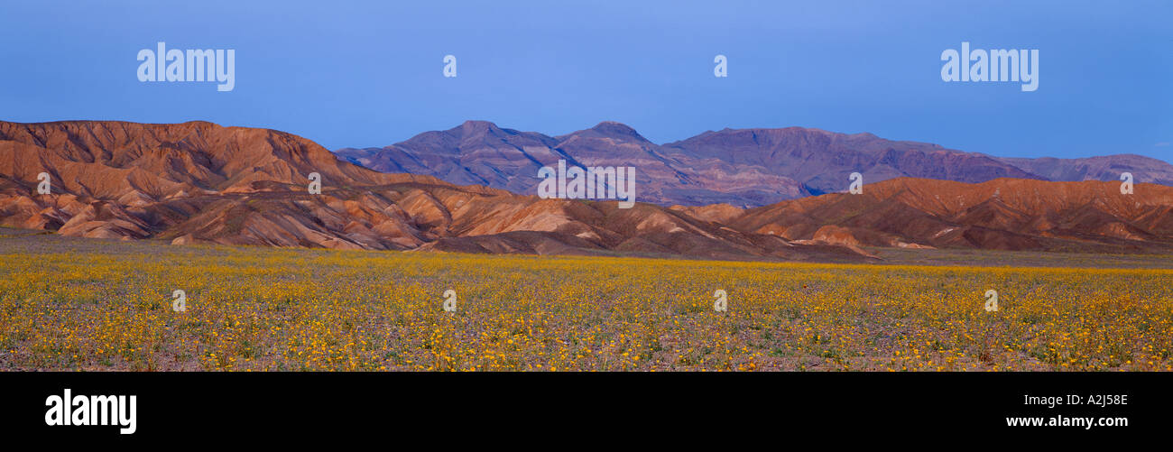 Spring Wildflowers Death Valley California Stock Photo - Alamy