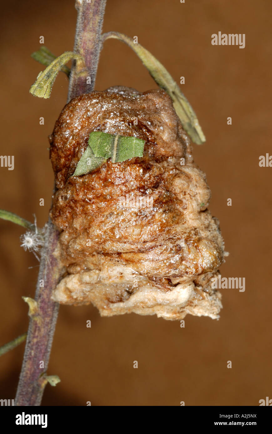 Chinese mantis Tenodera aridifolia egg case Stock Photo - Alamy