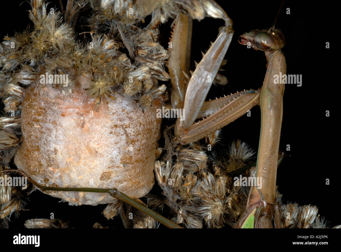 Tenodera aridifolia egg hi-res stock photography and images - Alamy