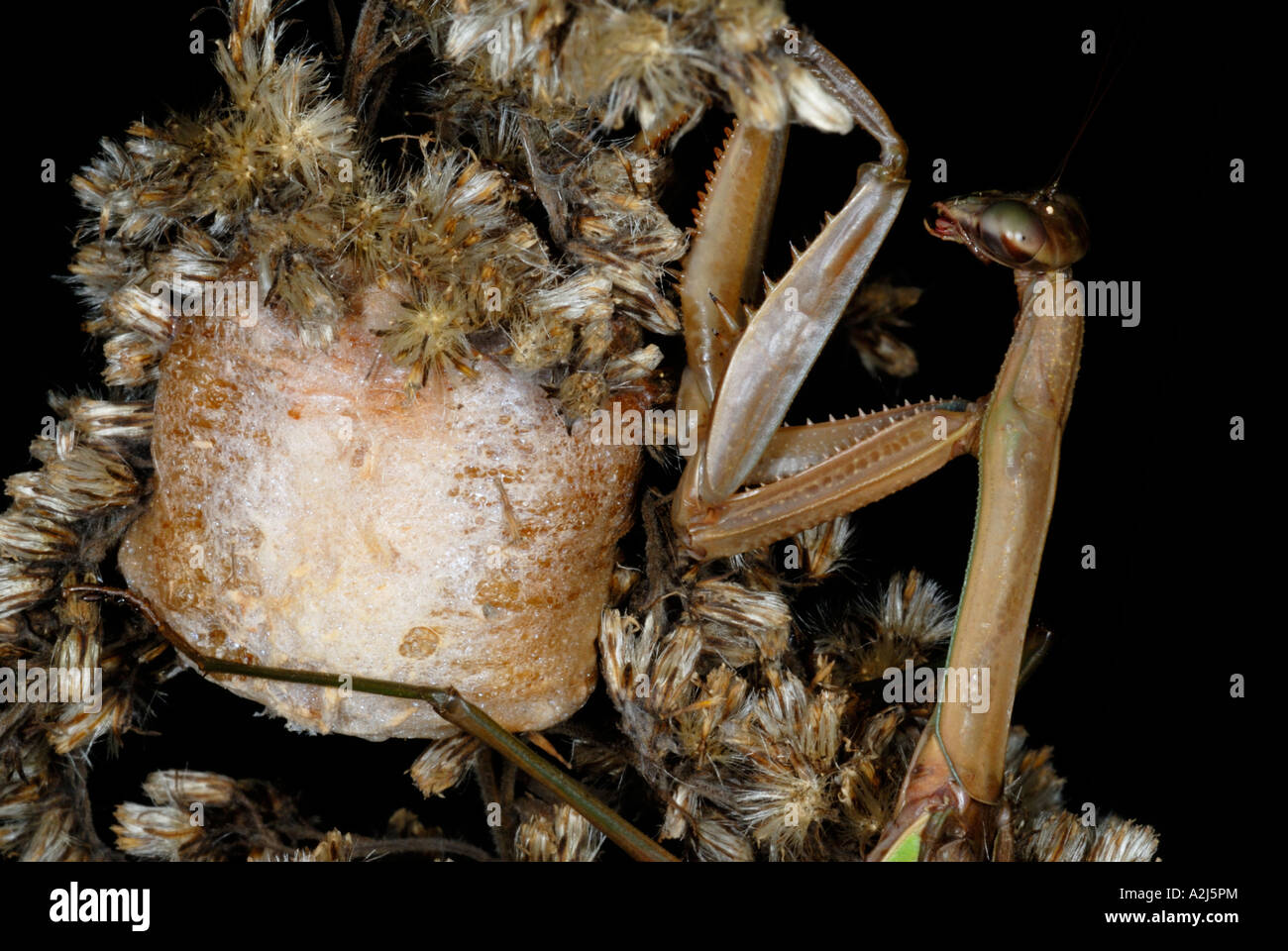 Tenodera aridifolia egg hi-res stock photography and images - Alamy