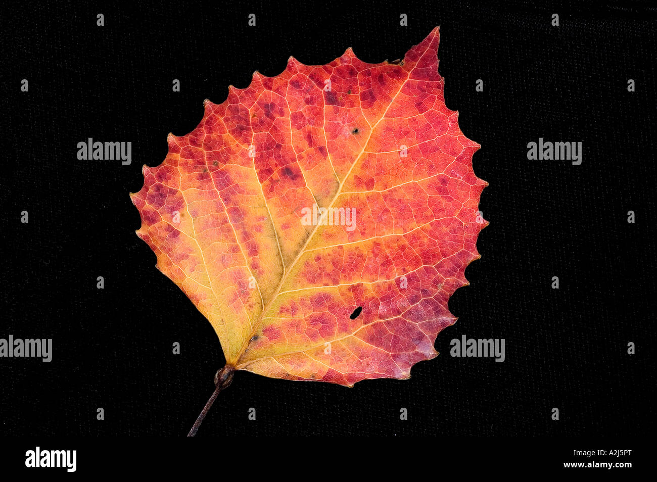 Eastern cottonwood leaf hi-res stock photography and images - Alamy