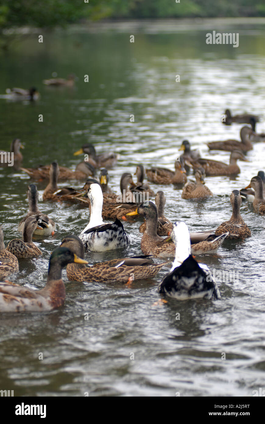 Different species of ducks hi-res stock photography and images - Alamy