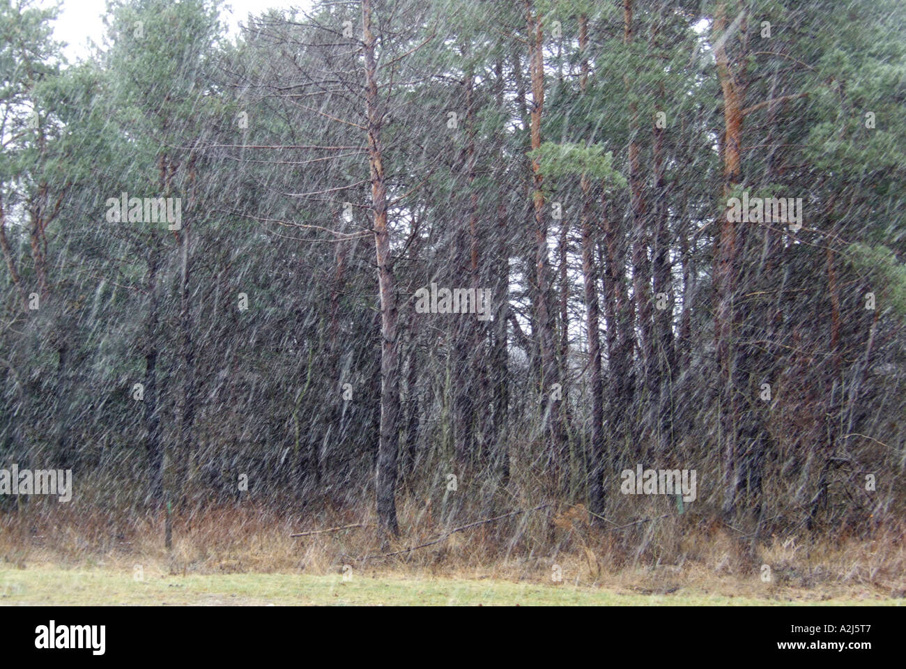 Snow fill the air during the beginning of a snow storm Stock Photo - Alamy