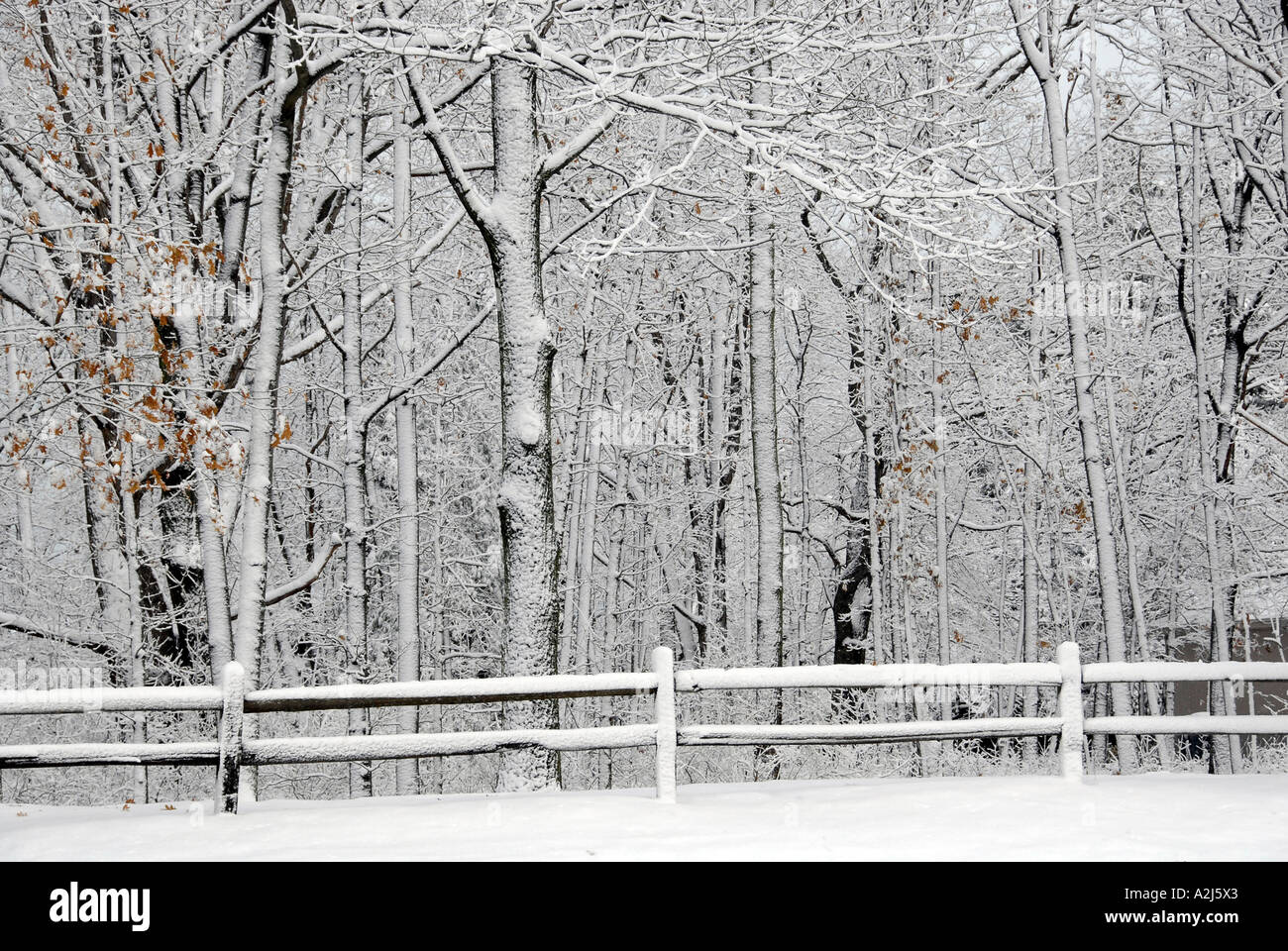 Winter scene after a wet snowfall Michigan Stock Photo - Alamy