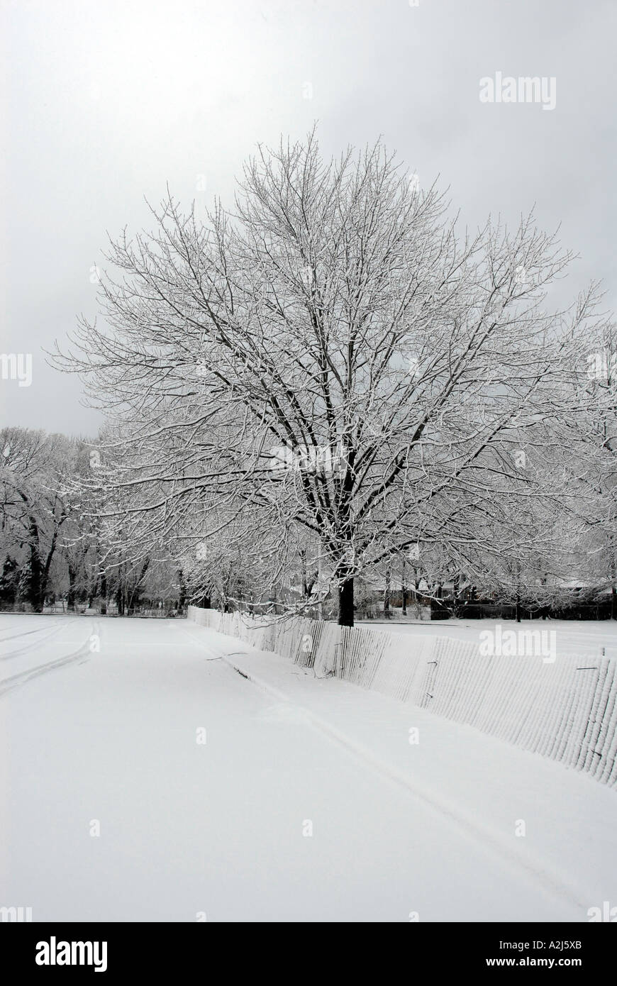 Winter scene after a wet snowfall Michigan Stock Photo - Alamy