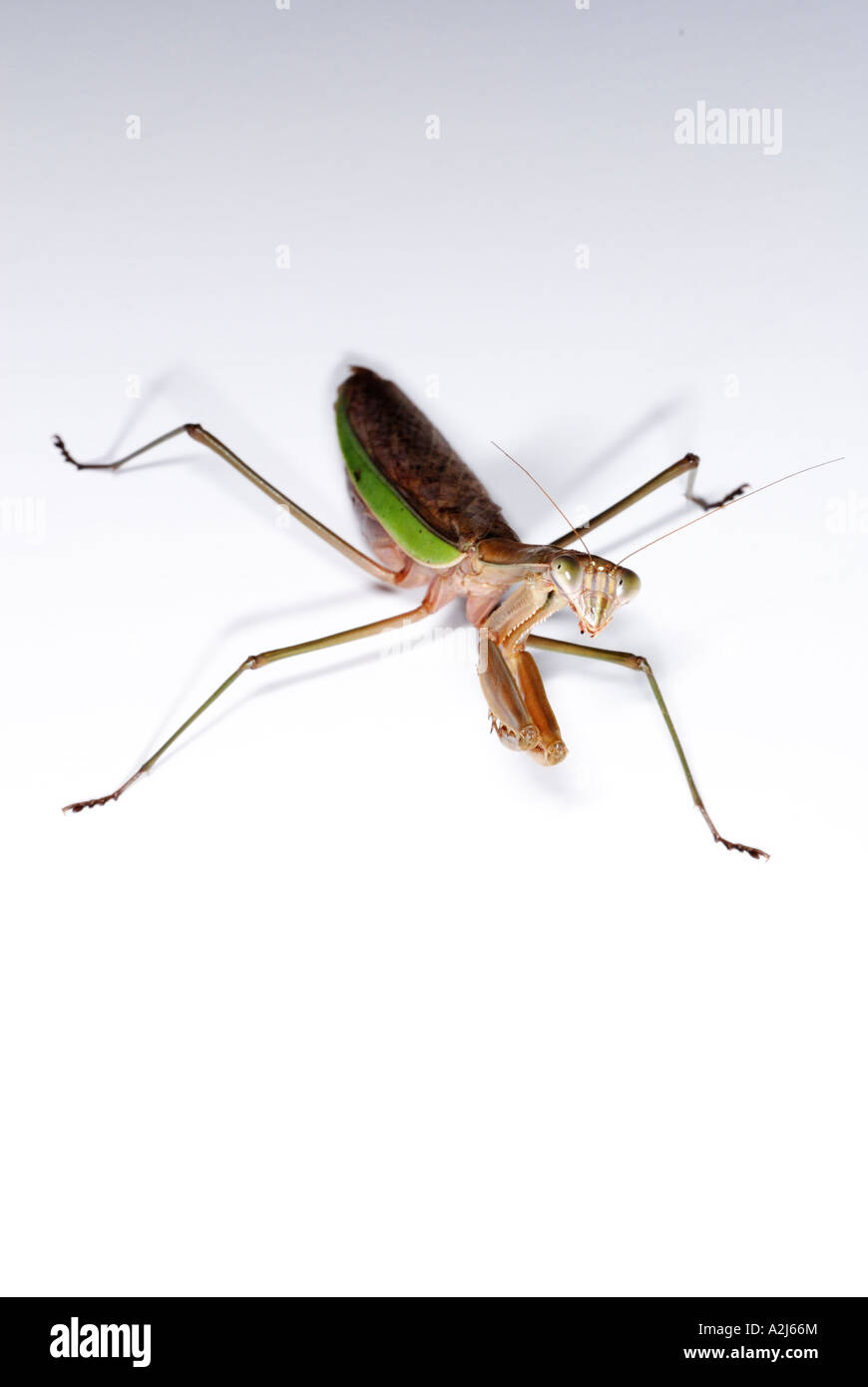 Closeup tenodera aridifolia insect hi-res stock photography and images ...