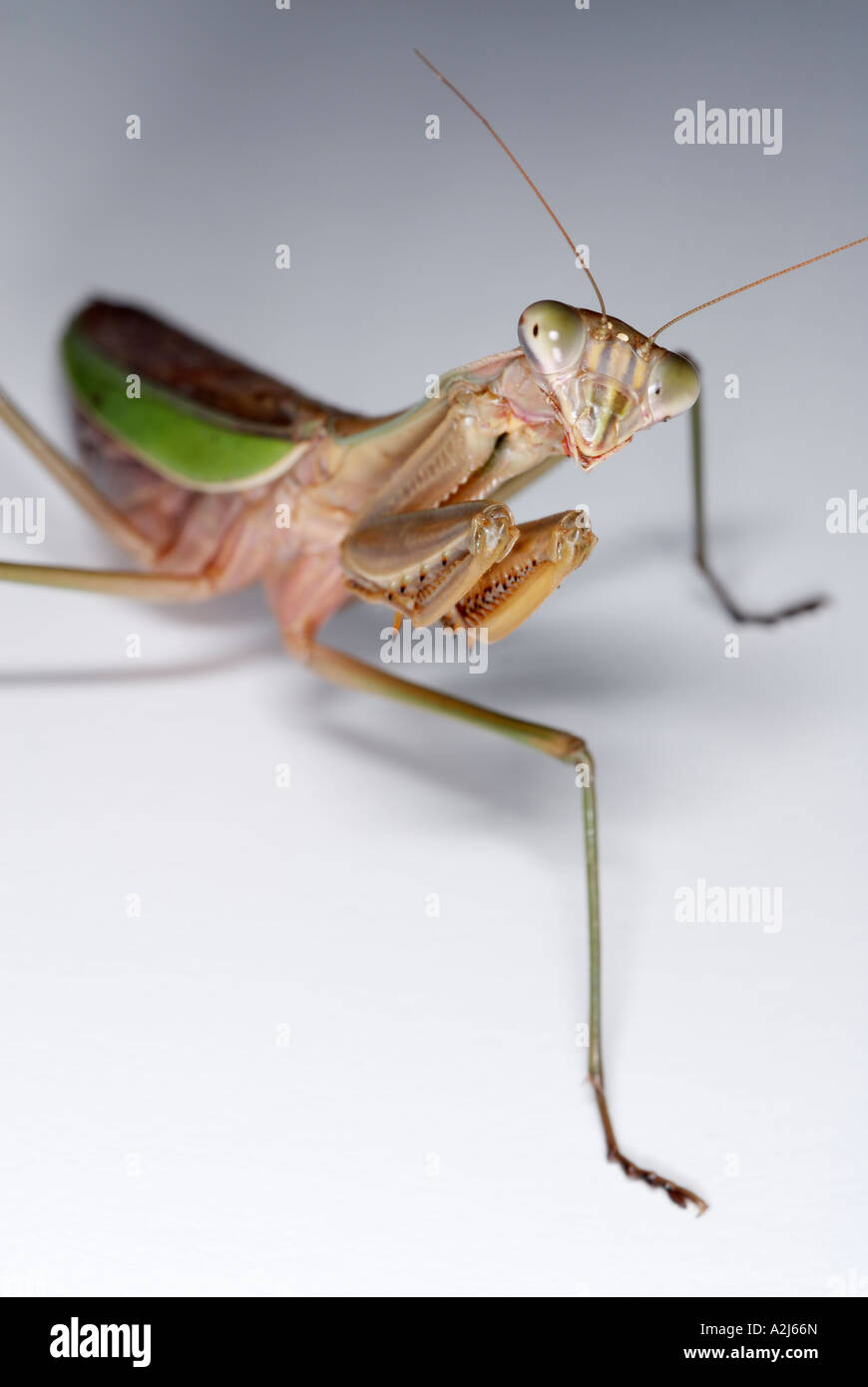 Praying mantis Tenodera aridifolia Stock Photo - Alamy