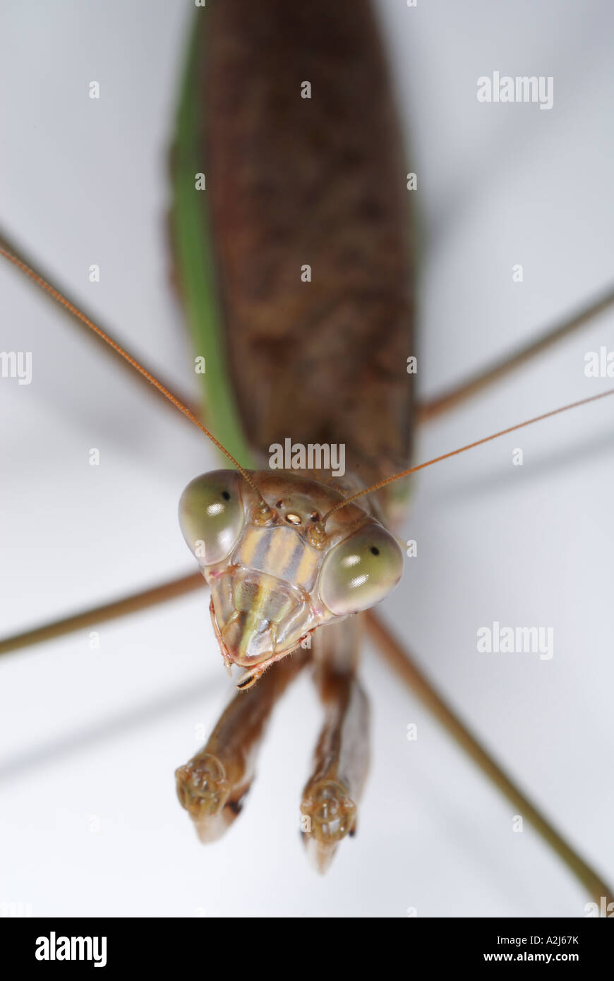 Tenodera aridifolia hi-res stock photography and images - Alamy