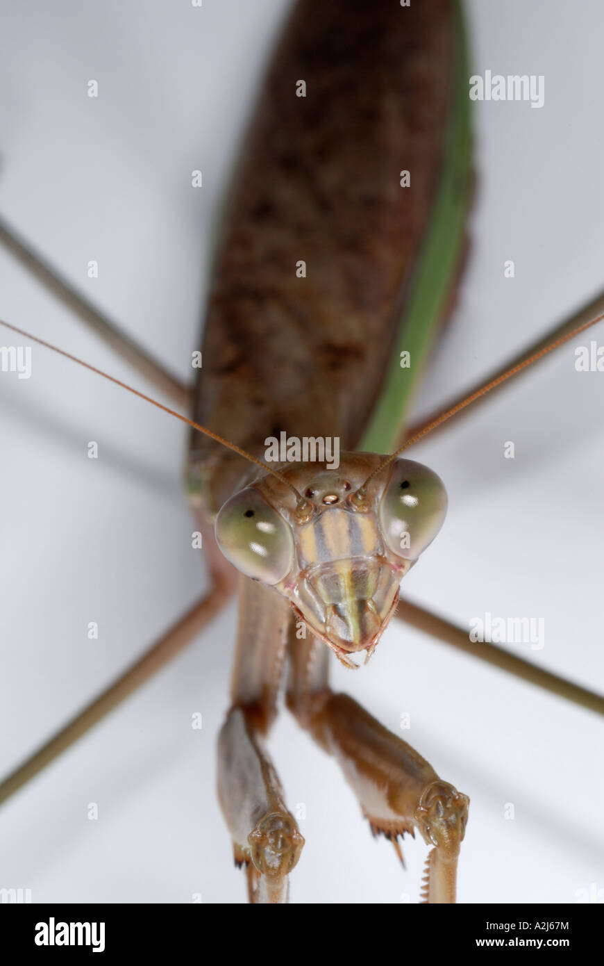Praying mantis Tenodera aridifolia Stock Photo - Alamy