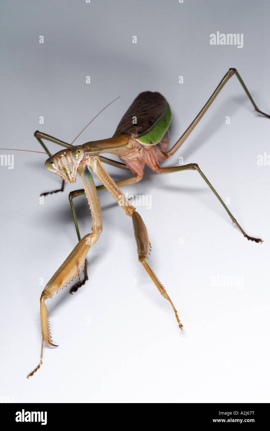 Praying mantis Tenodera aridifolia Stock Photo - Alamy