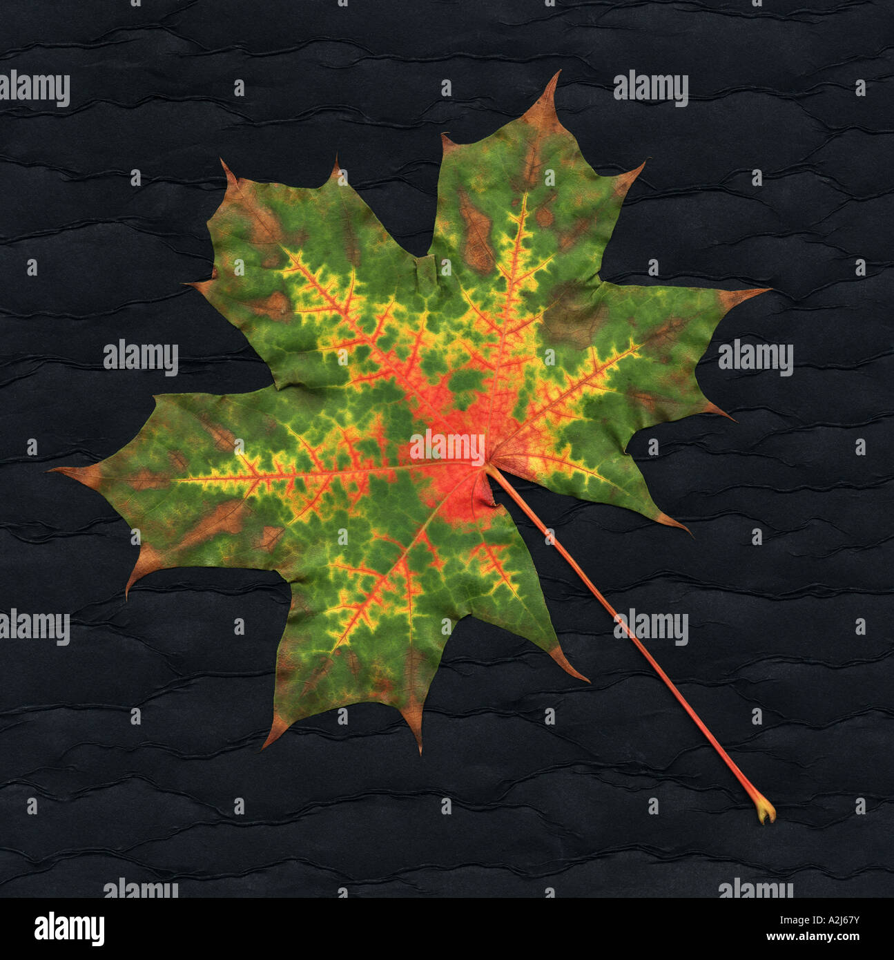 maple leaf in autumn Stock Photo - Alamy