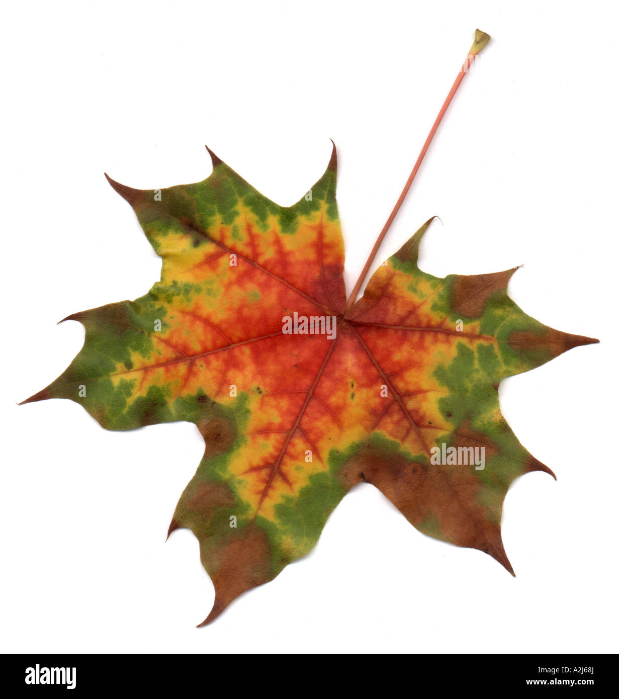 maple leaf in autumn Stock Photo - Alamy