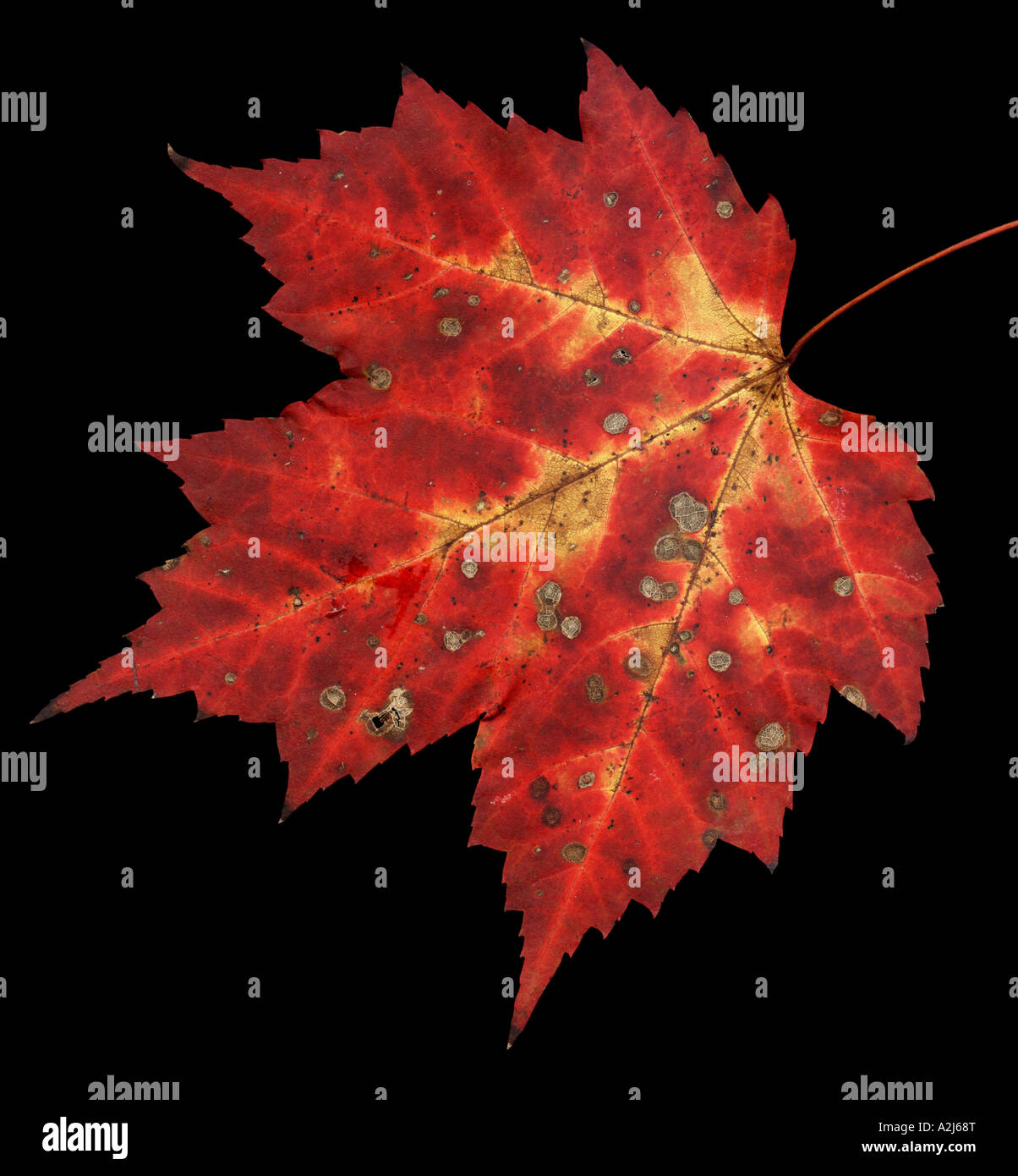 Skeletonization of leaves hi-res stock photography and images - Alamy