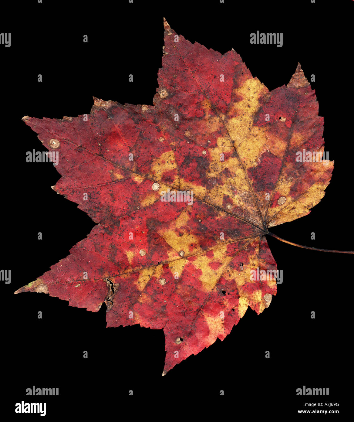 maple leaf in autumn Stock Photo - Alamy