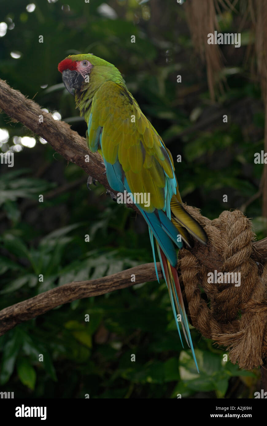 The Military Macaw Ara militaris is a large parrot that occupies a ...