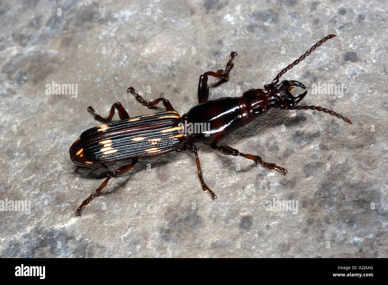 male oak timberworm beetle Arrhenodes minutus a primitive weevil in the ...