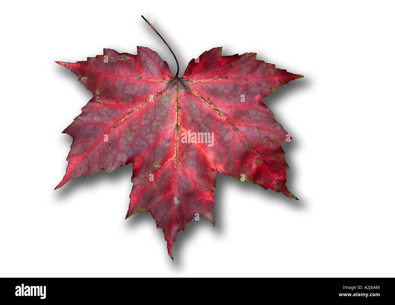 red maple leaf in autumn Stock Photo - Alamy
