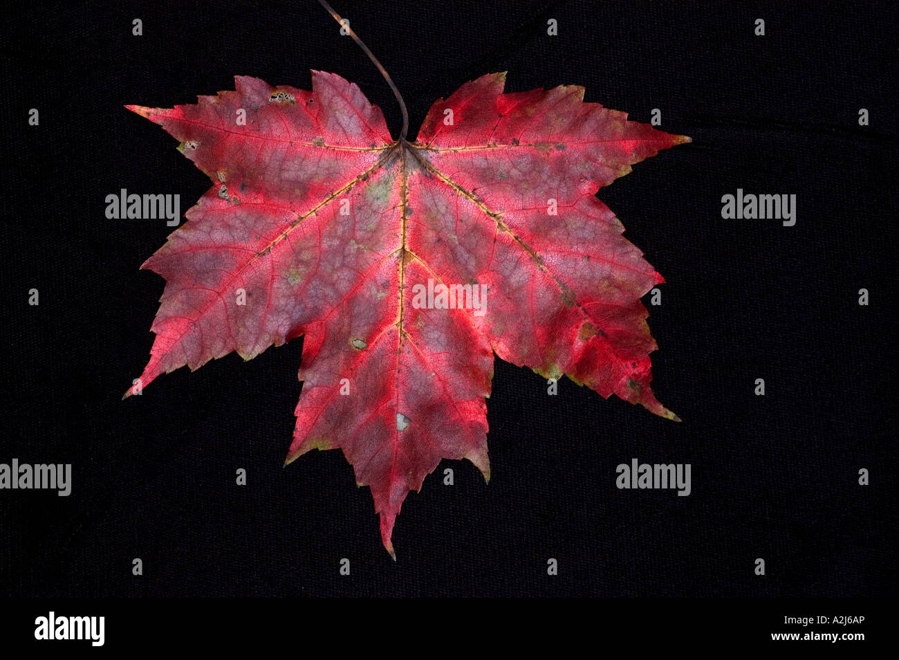 red maple leaf in autumn Stock Photo - Alamy