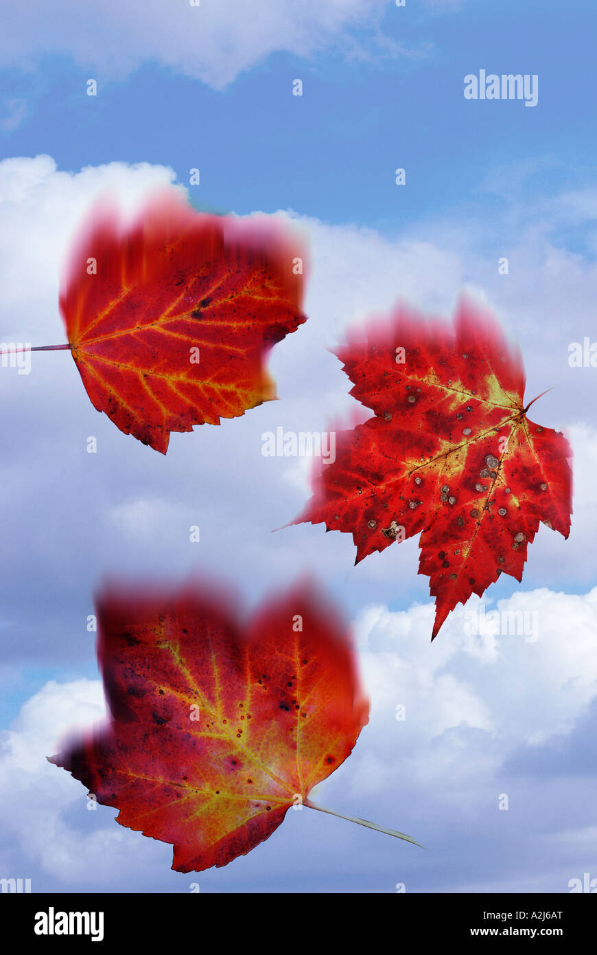 digital montage of falling maple leaves in autumn colors Stock Photo ...