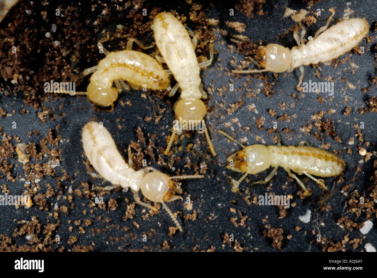 Eastern subterranean termite Reticulitermes Stock Photo - Alamy