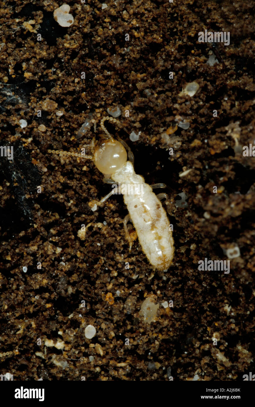 Eastern subterranean termite Reticulitermes Stock Photo - Alamy