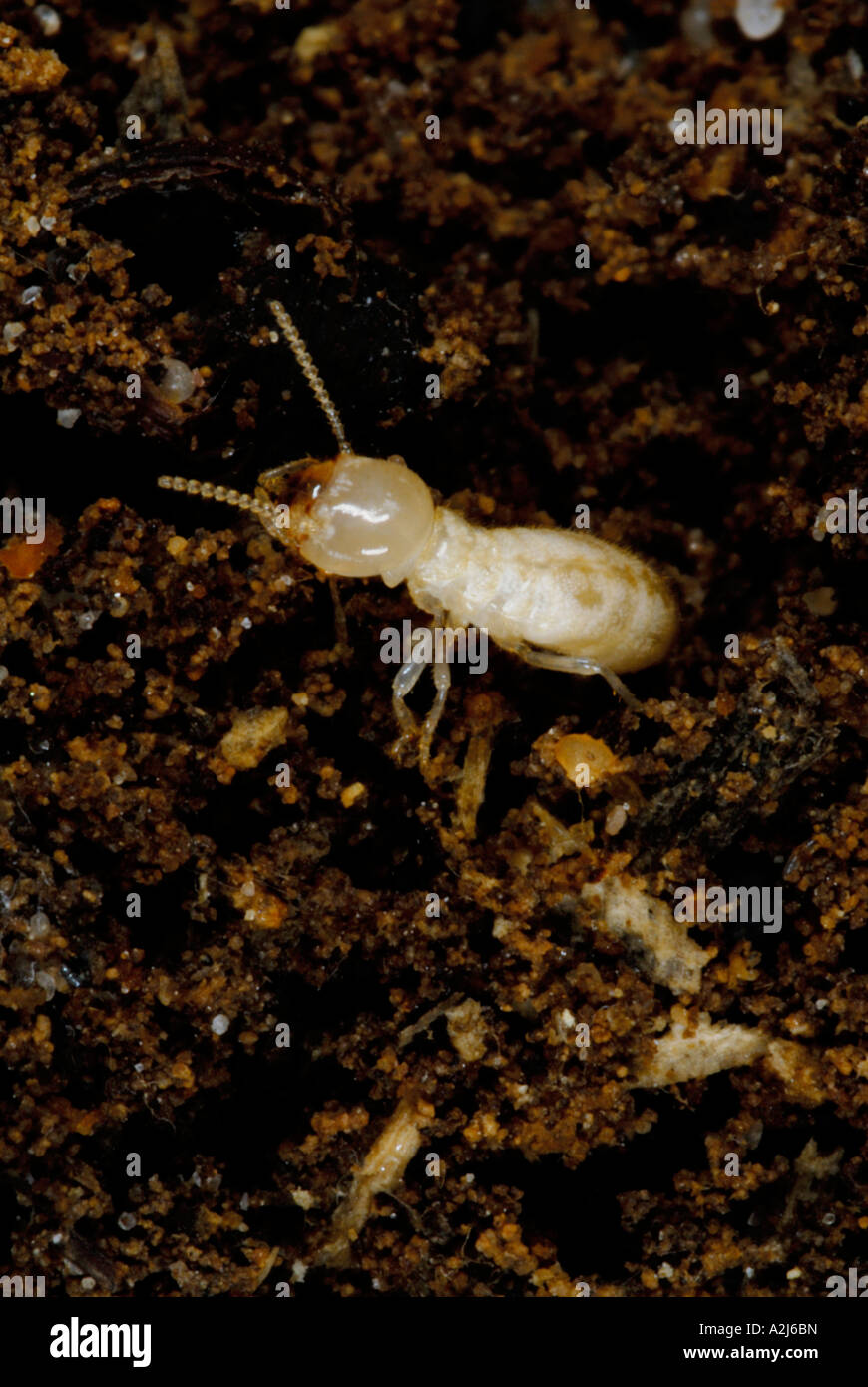Eastern subterranean termite Reticulitermes Stock Photo - Alamy