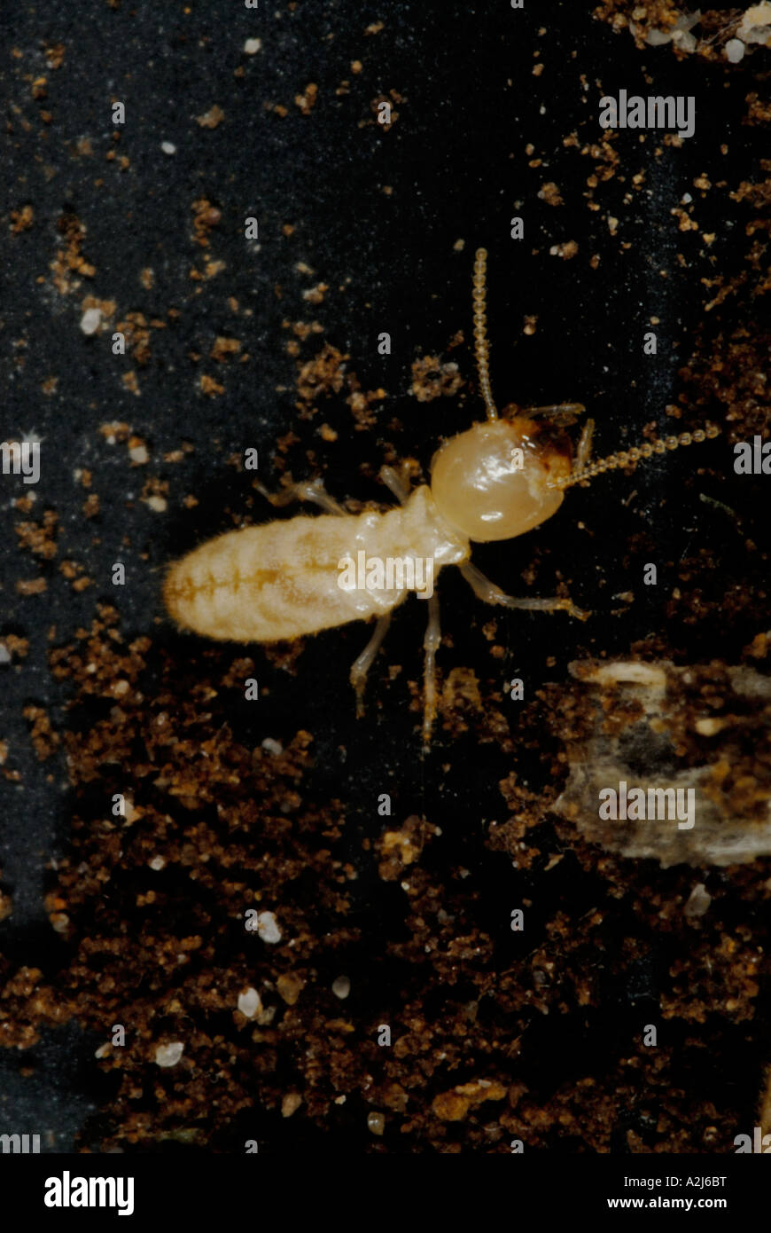 Eastern subterranean termite Reticulitermes Stock Photo - Alamy