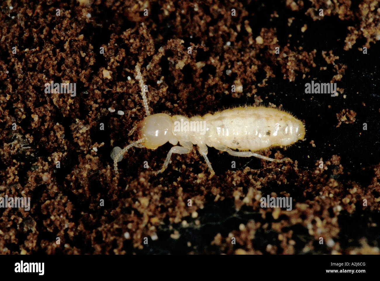 Eastern subterranean termite Reticulitermes Stock Photo - Alamy
