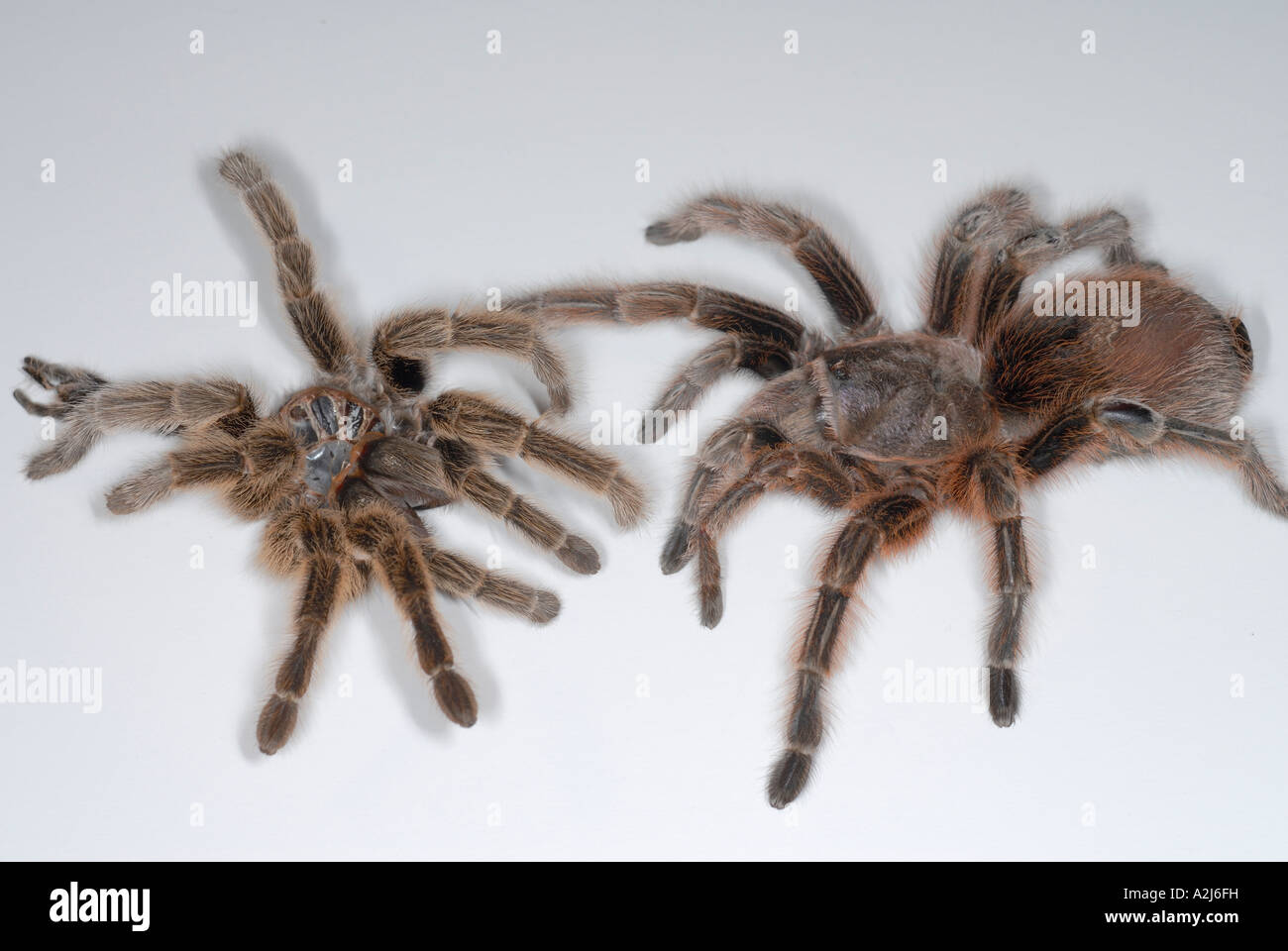 Molted exoskeleton hi-res stock photography and images - Alamy