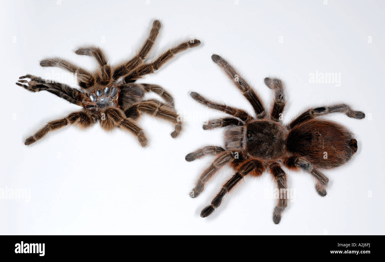 Molted exoskeleton hi-res stock photography and images - Alamy