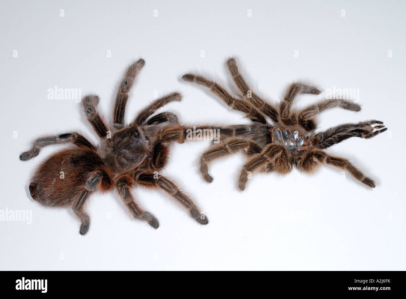 Chilean rose tarantula Grammostola rosea with molted exoskeleton Stock ...