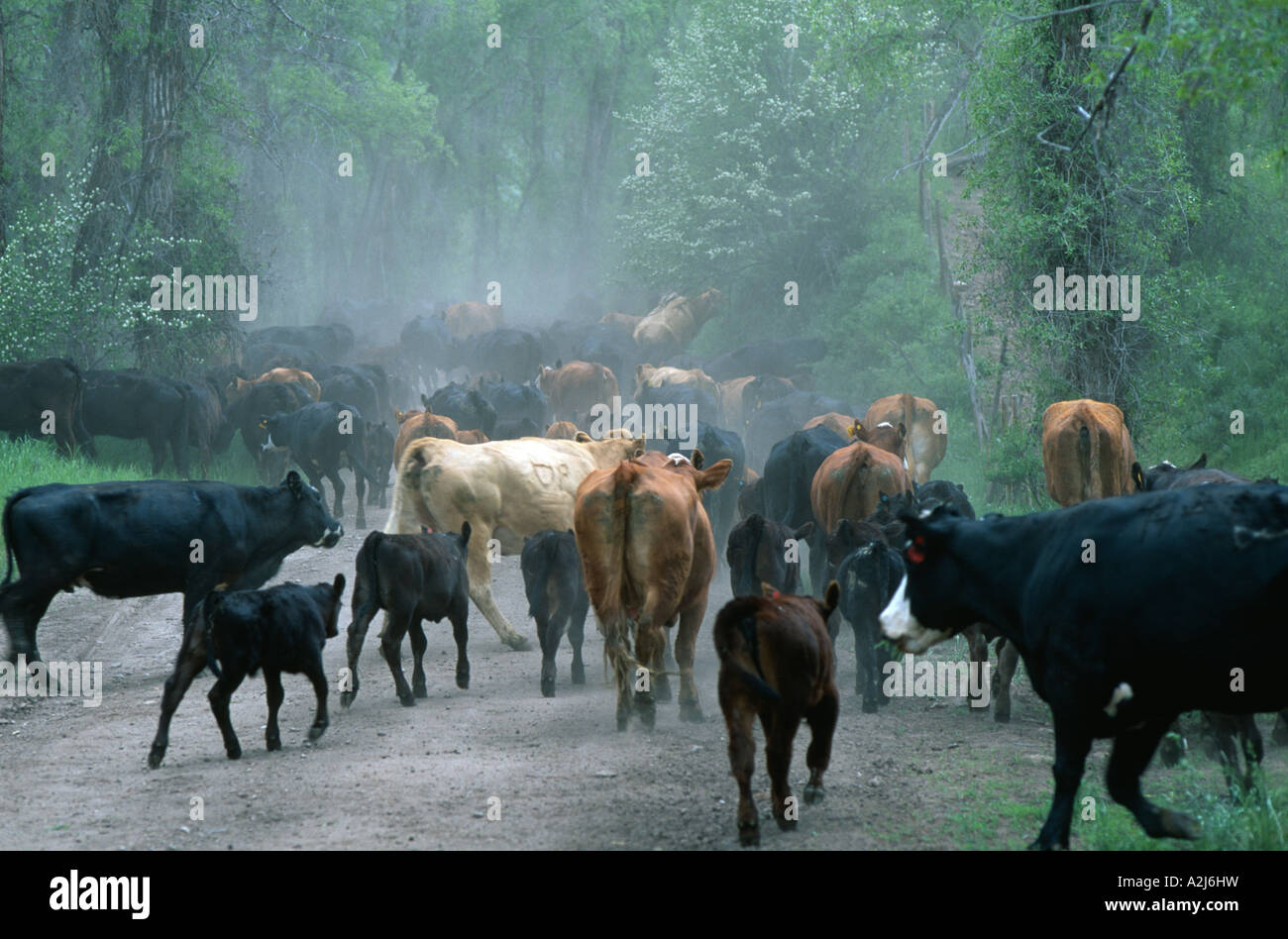 Old western cattle drive hi-res stock photography and images - Alamy