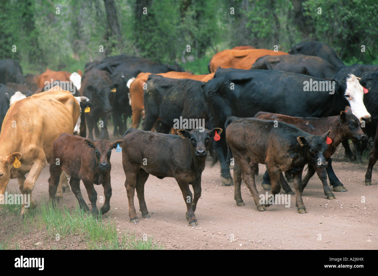 Old western cattle drive hi-res stock photography and images - Alamy