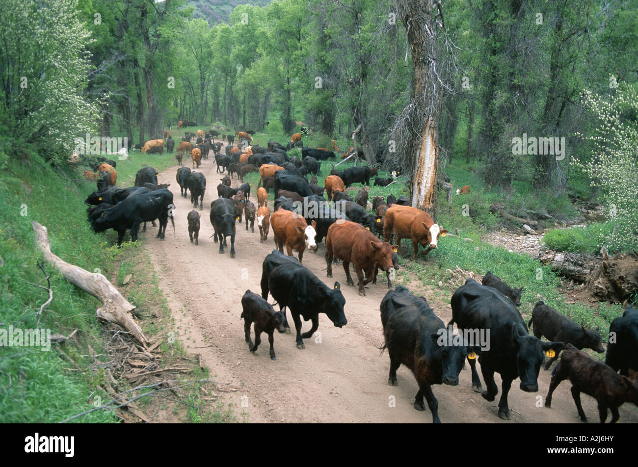 Old western cattle drive hi-res stock photography and images - Alamy