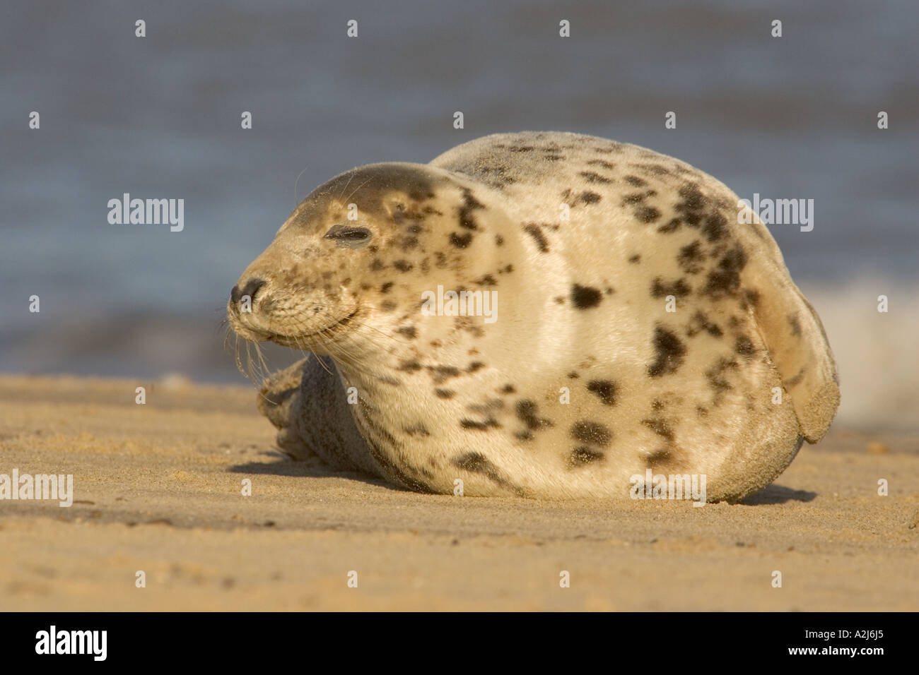 Atlantic grey seal adult female Stock Photo - Alamy