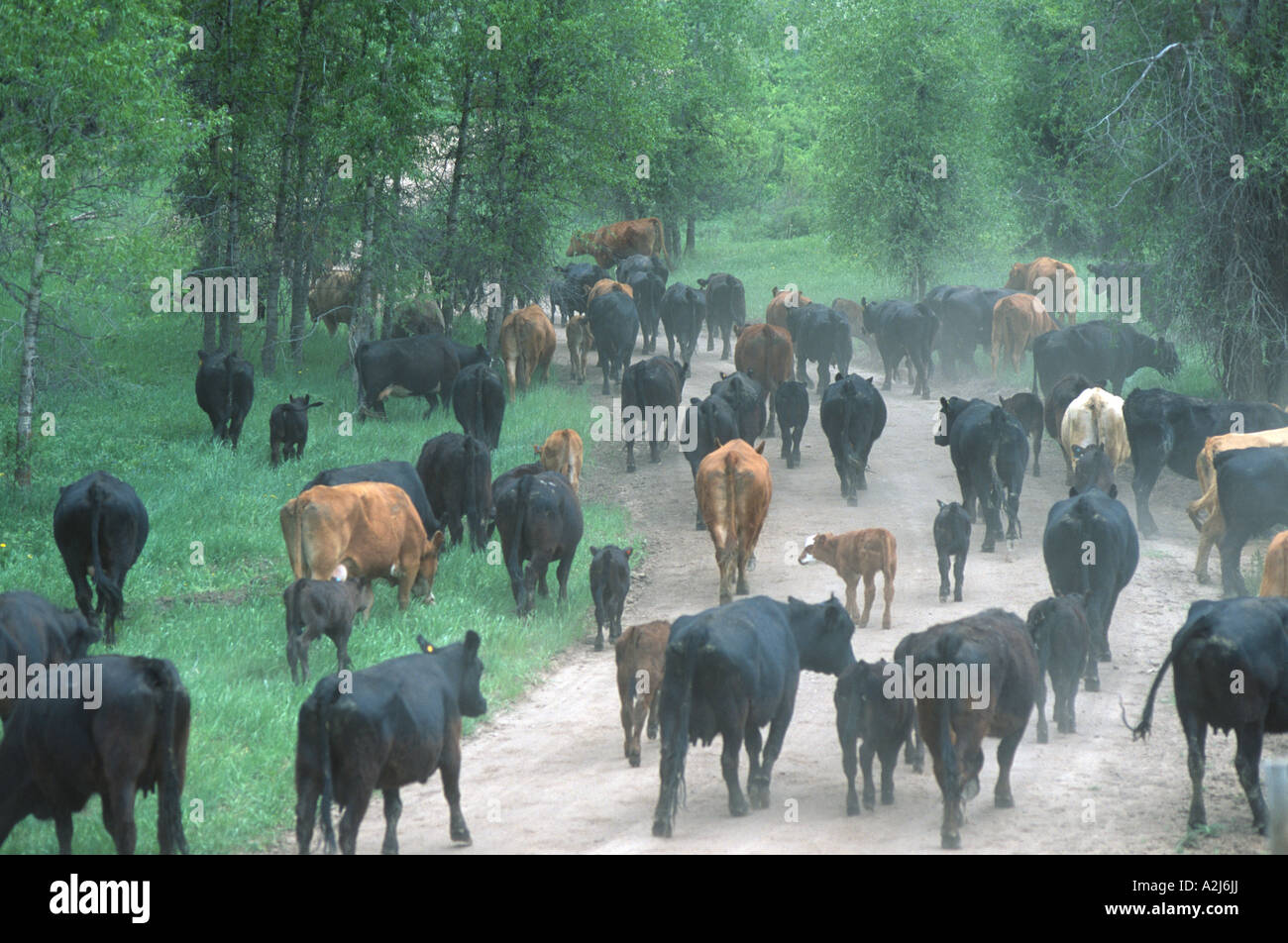 Old western cattle drive hi-res stock photography and images - Alamy