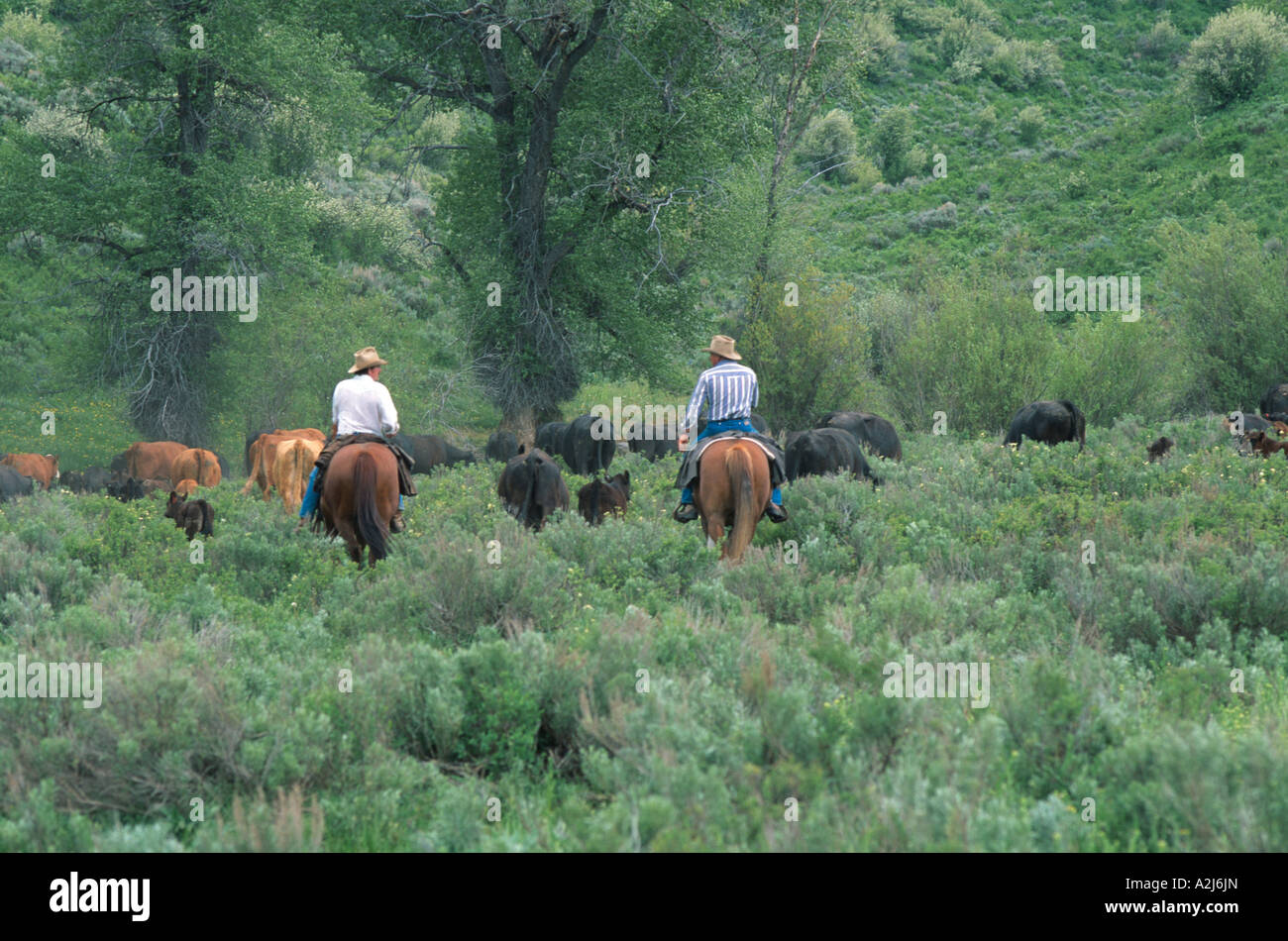 Cows following man hi-res stock photography and images - Alamy