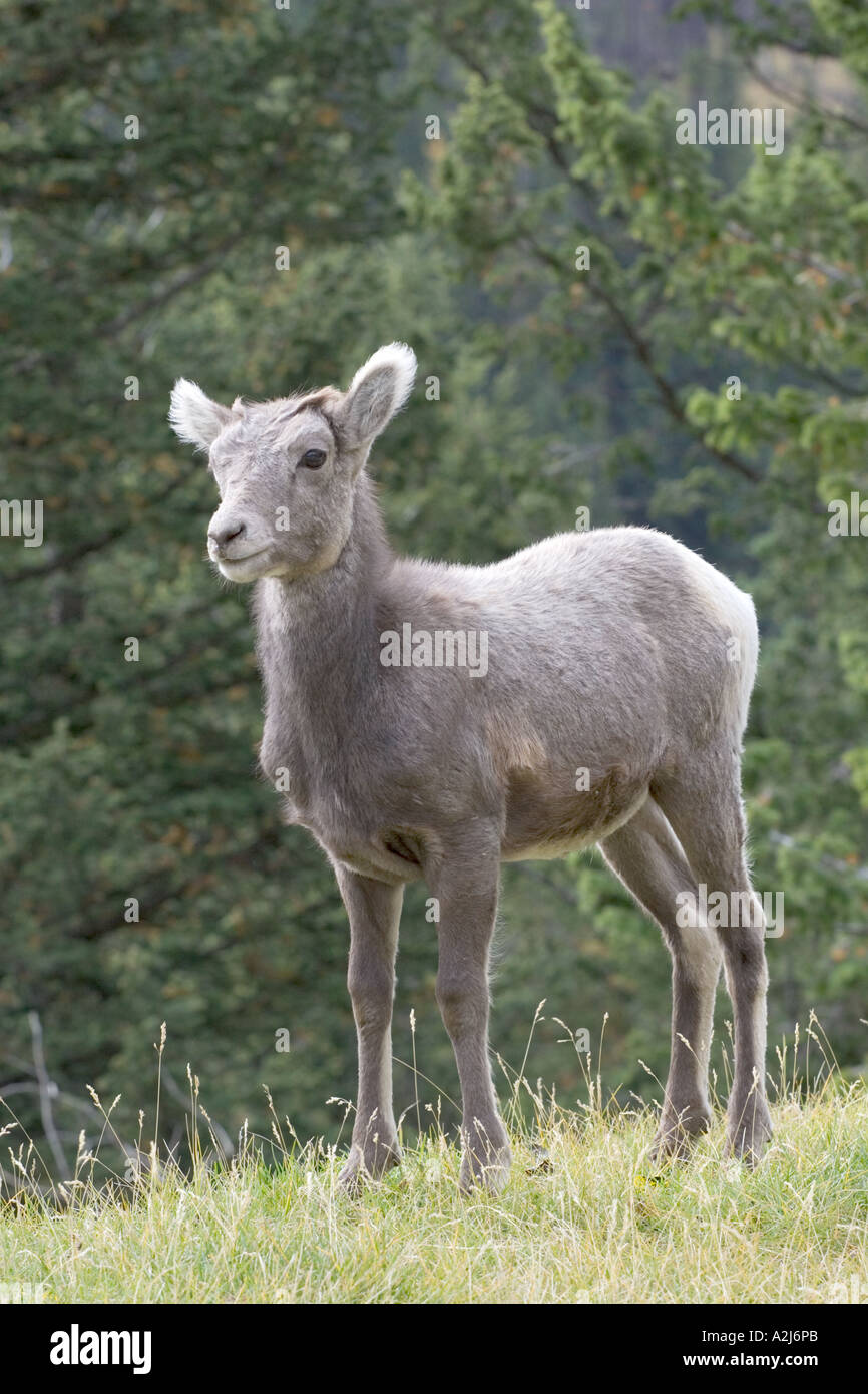 Bighorn Sheep lamb Stock Photo - Alamy