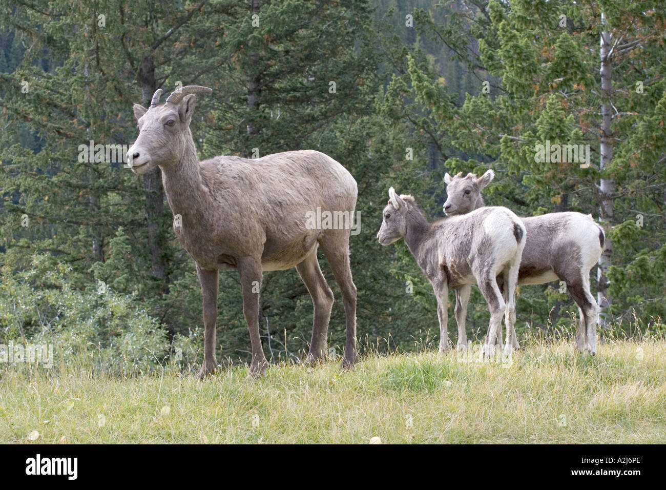 Bighorn Sheep adult female with lambs Stock Photo - Alamy