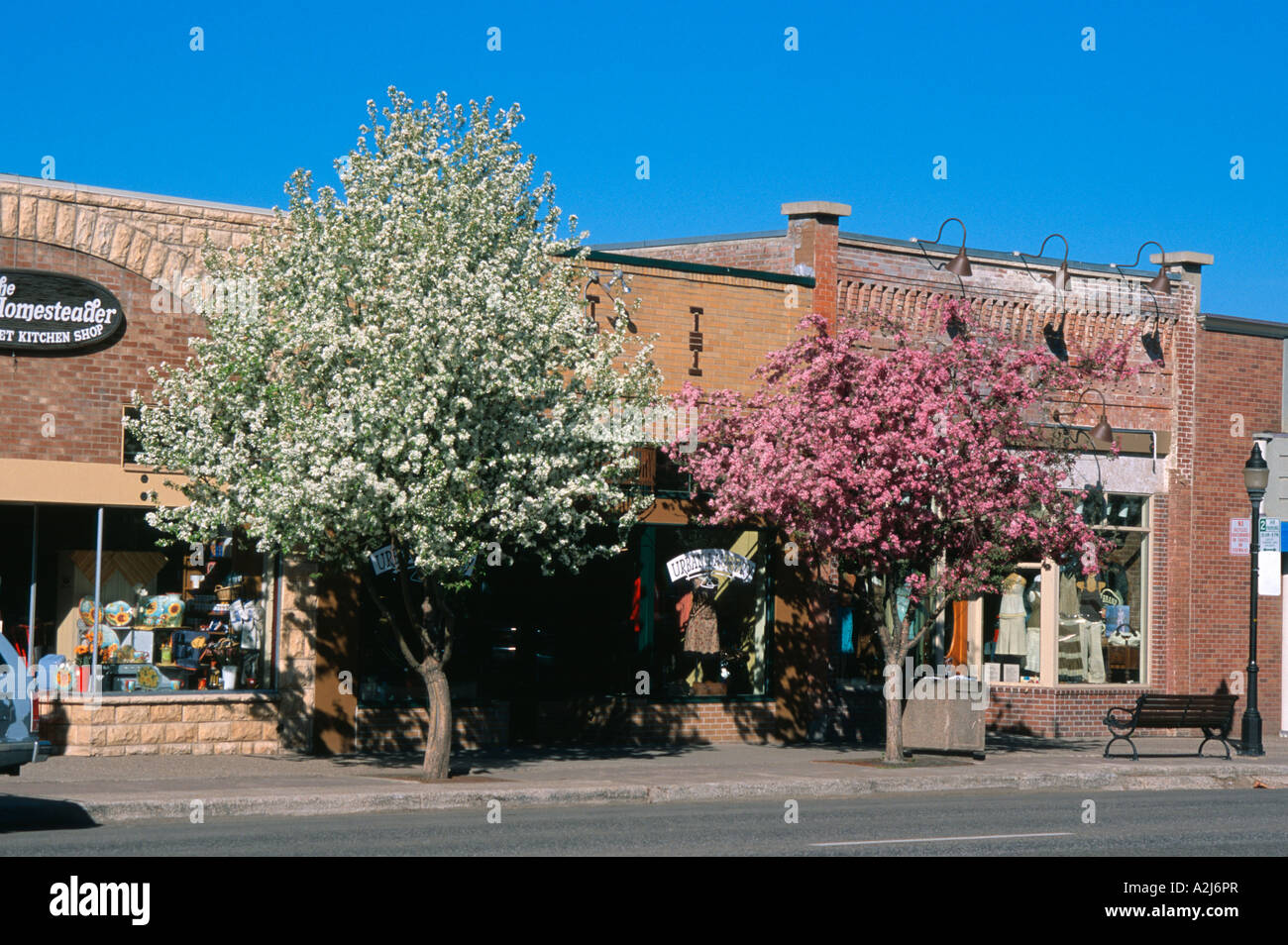 Crabapple trees in bloom in front of shops Steamboat Springs Colorado ...