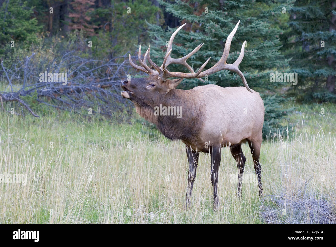 Adult male Elk bugling Stock Photo - Alamy