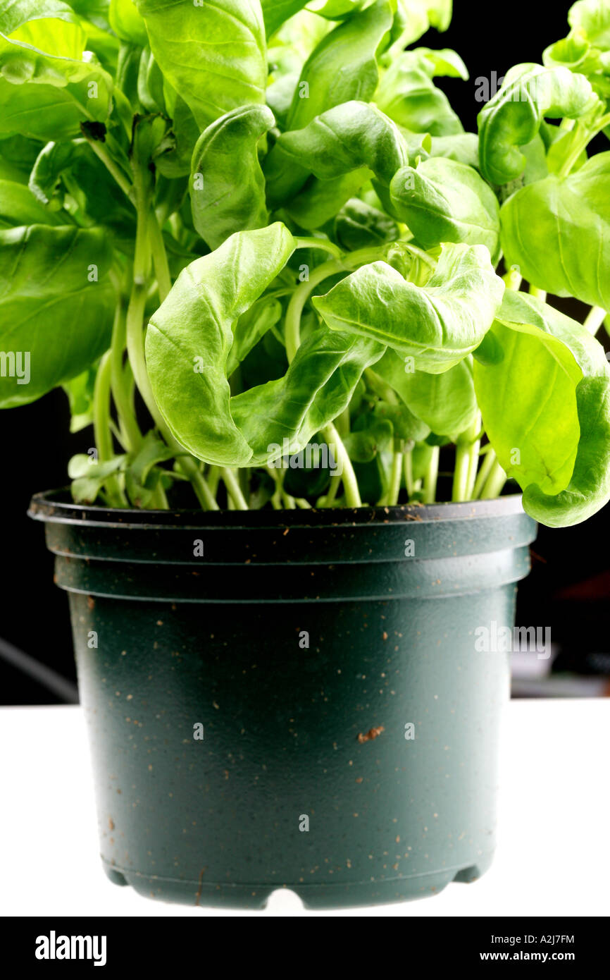 Pot Of Fresh Growing Aromatic Basil Herbs, Ready To Pick, Cooking ...