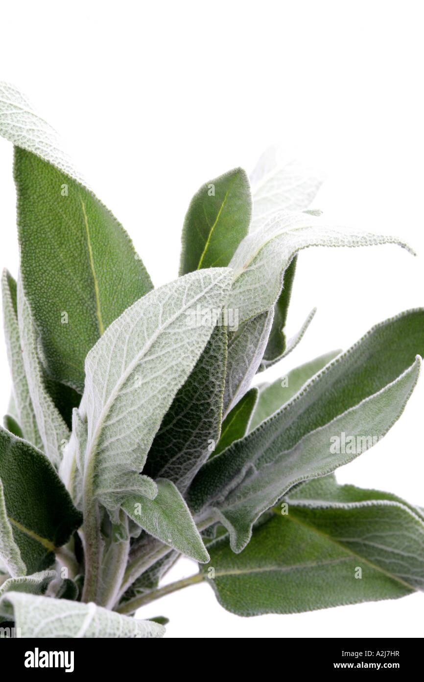 Bunch Or Bouquet Of Fresh Aromatic Sage Herbs, Ready To Cook, Cooking ...