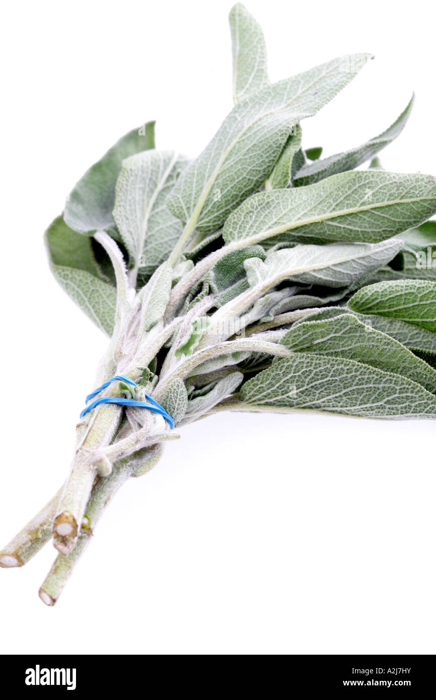 Bunch Or Bouquet Of Fresh Aromatic Sage Herbs, Ready To Cook, Cooking ...