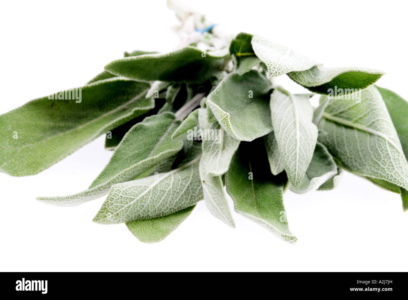 Bunch Or Bouquet Of Fresh Aromatic Sage Herbs, Ready To Cook, Cooking ...