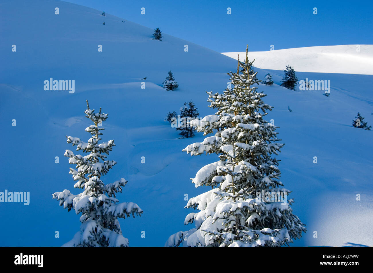 snow covered pine trees in a winter landscape with sunlight Stock Photo ...