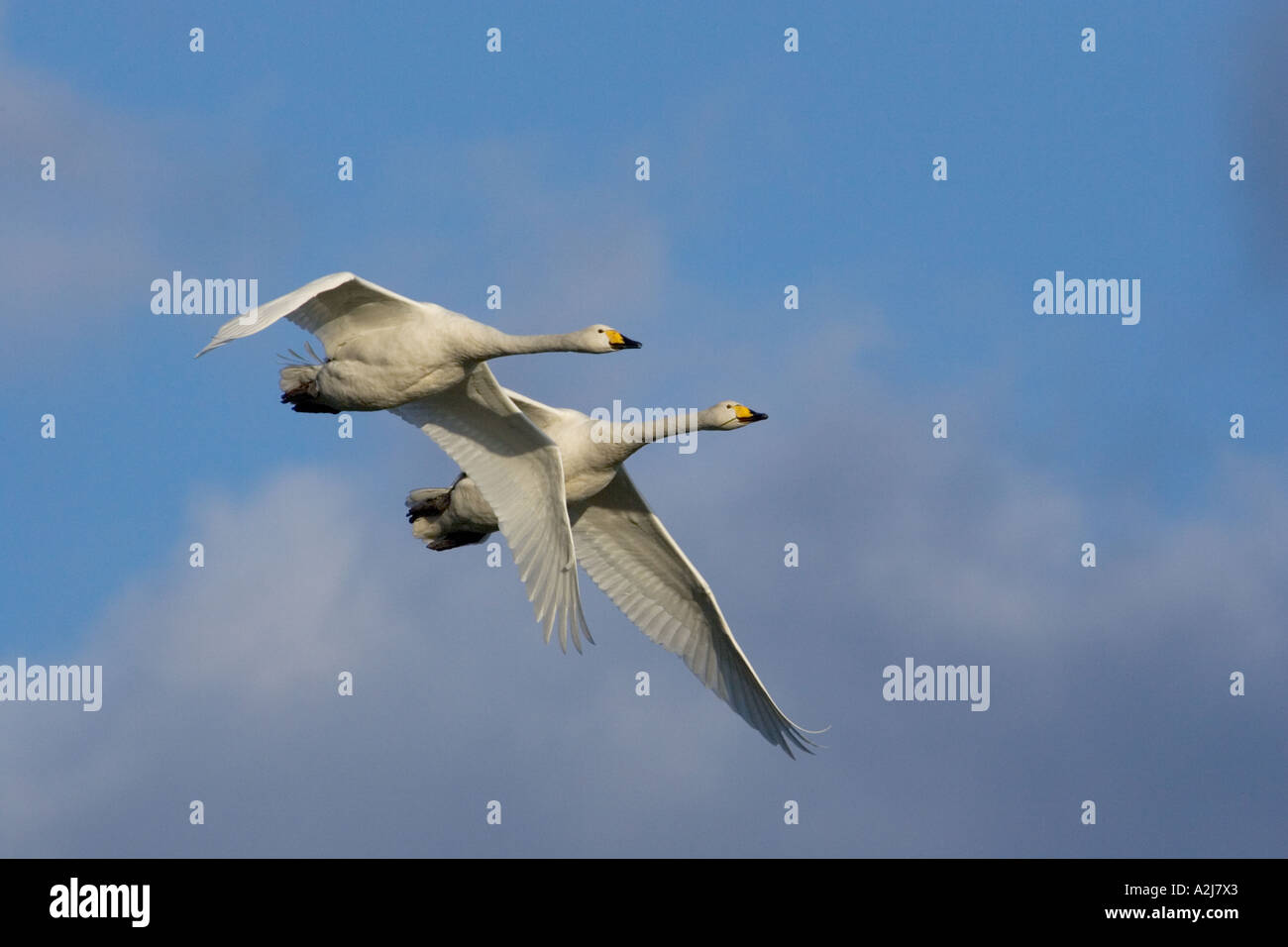 Whooper Swans in flight Stock Photo - Alamy